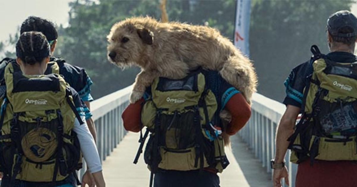 Arthur the King: Mark Wahlberg's Heartwarming 2024 Dog Movie